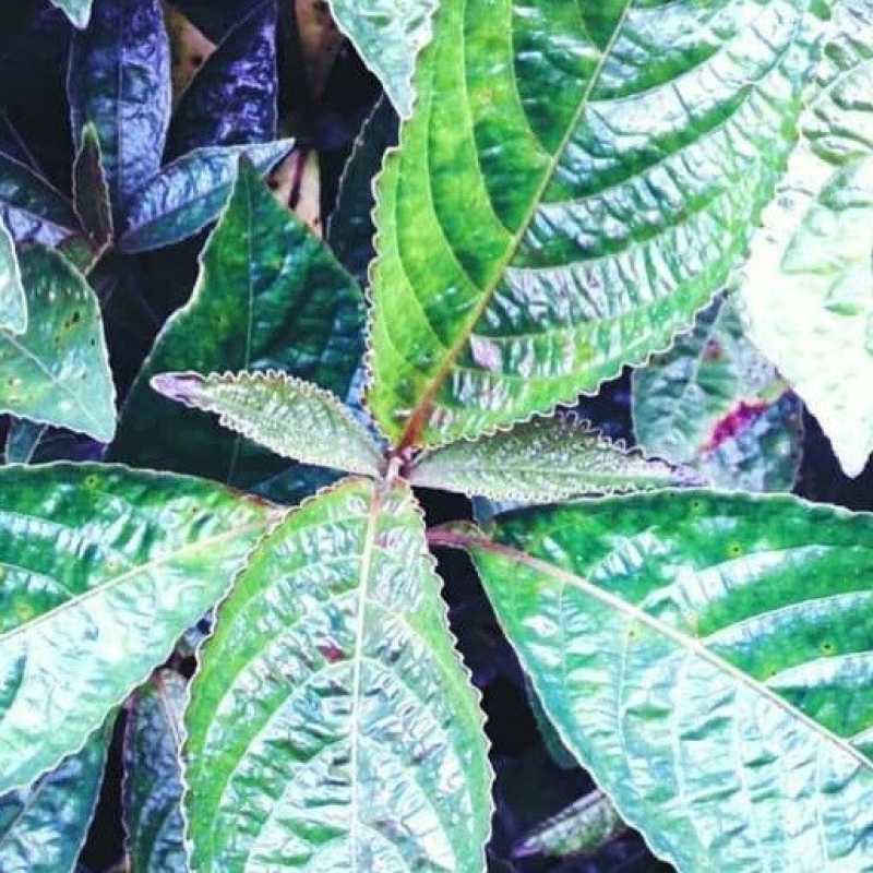 Jual 10 BATANG BIBIT STEK KEJI BELING / PECAH BELING SIAP TANAM di ...
