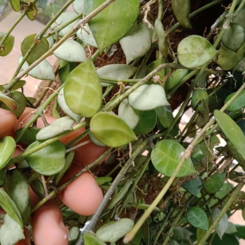 Promo daun bunga rambat kecil Diskon 3% di Seller Reungit Geulis ...