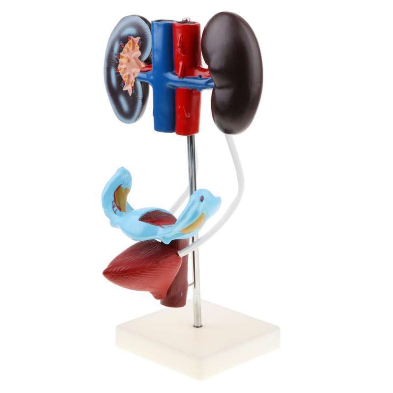 Jual Lifesize 1:1 Human Female Reproduction & Urinary System Model With ...