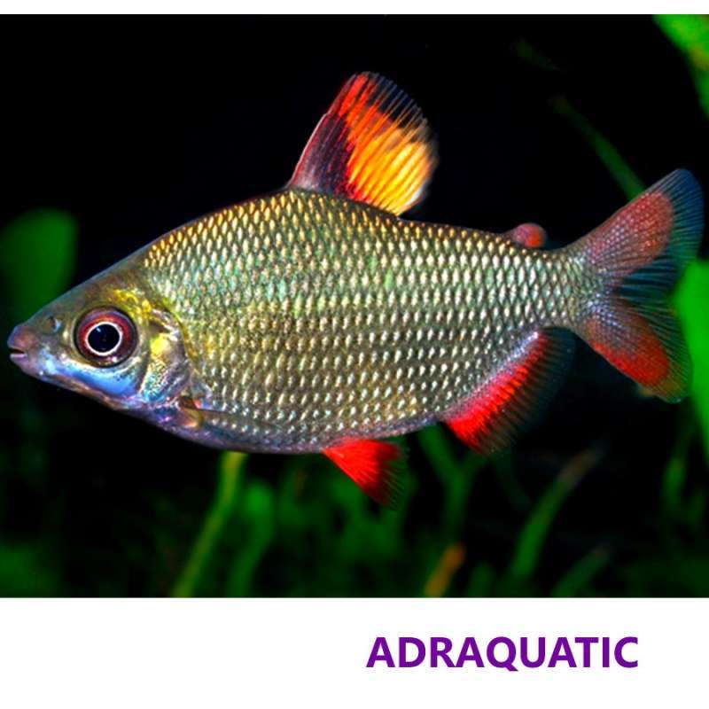 Jual Ikan Hias Distichodus Affinis Silver Distichodus Air Tawar Di ...
