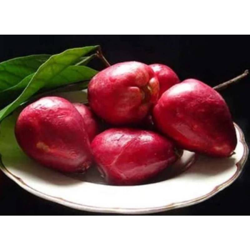 Jual Jambu Bol Jamaika Jumbo 1kg - Buah ABOVE Halal di Seller ABOVE (A ...