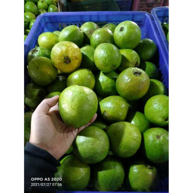 Jual Jambu Biji Merah 1kg Di Seller Mudahgampang - Tanah Sareal, Kota ...