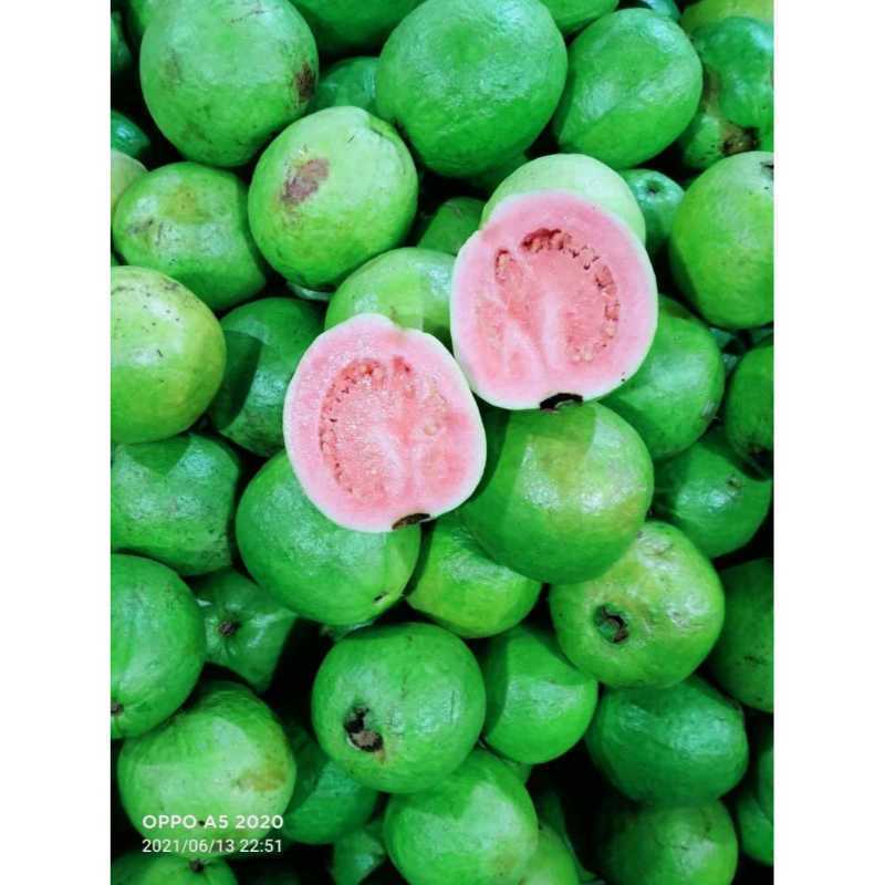 Jual Jambu Biji Merah 1kg Di Seller Mudahgampang - Tanah Sareal, Kota ...