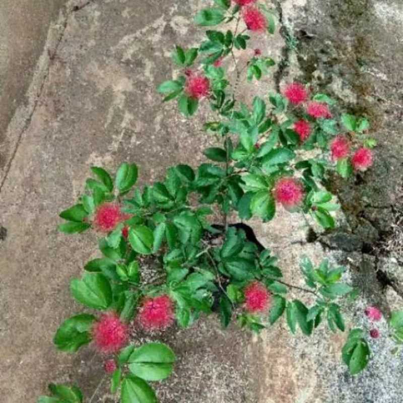 Jual Bibit tanaman bunga kaliandra merah / Tanaman Hias Calliandra ...