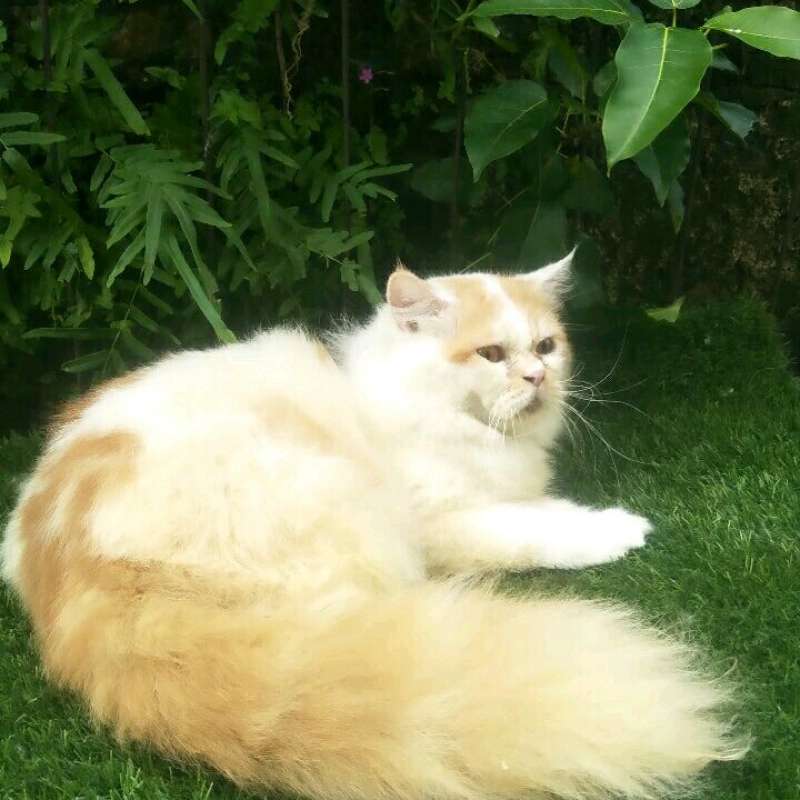 Kucing Persia Flat Nose