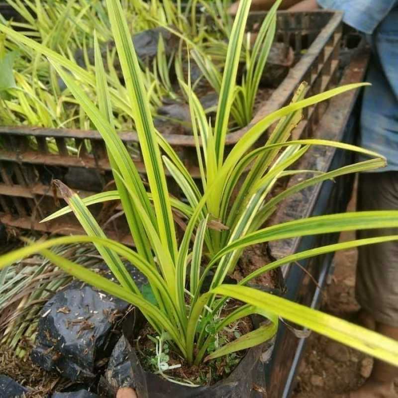 Jual Tanaman Pandan Kuning - Pandan Afrika - Pohon Pandan Kuning di ...