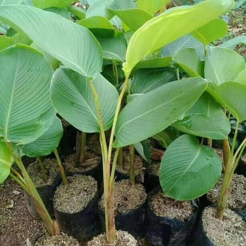 Jual Tanaman Hias Pisang Calatea Pohon Pisang Kipas Heliconia Calathea Di Seller Halaman