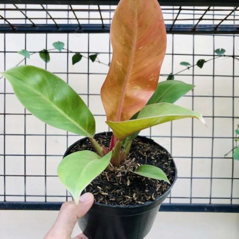 Jual Philodendron Red Emerald 💯 Harga Murah & Kualitas Terbaik Januari 2026