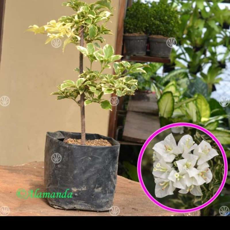 Jual New!! Tanaman Hias Bugenvil Variegata Bunga Putih Di Seller ...
