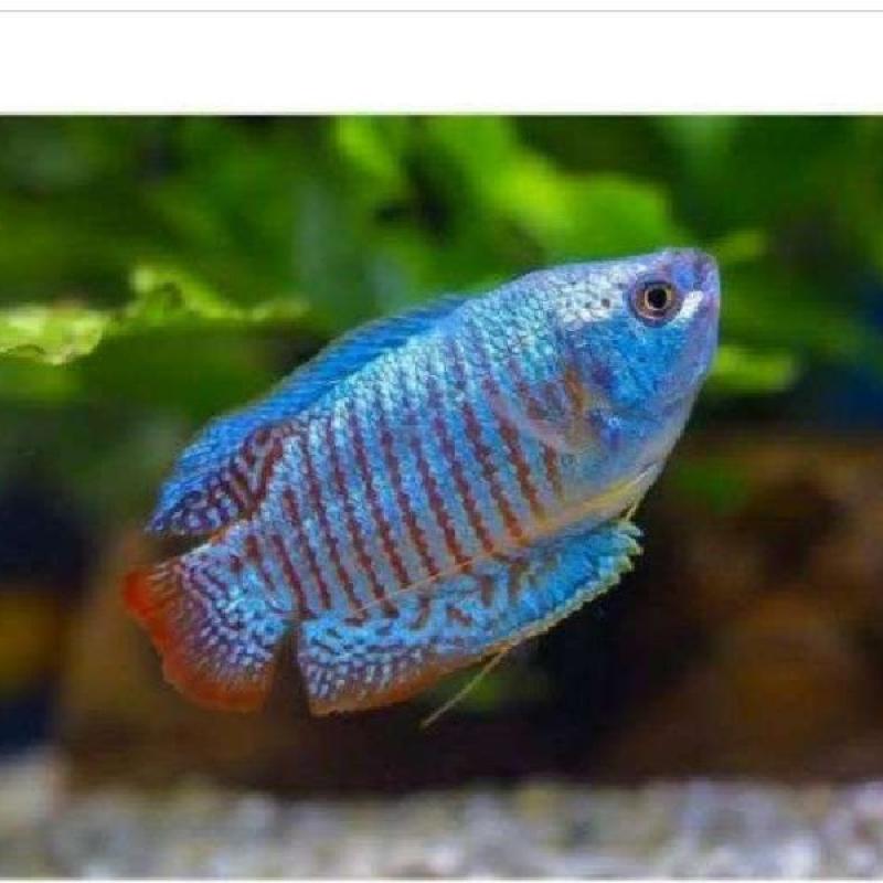 Jual ikan sepat hias ralis | dwarf gourami di Seller Drizelle Shop ...