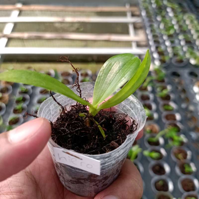 Jual Seedling Anggrek Bulan Phalaenopsis Hieroghlypica Bibit Bunga ...