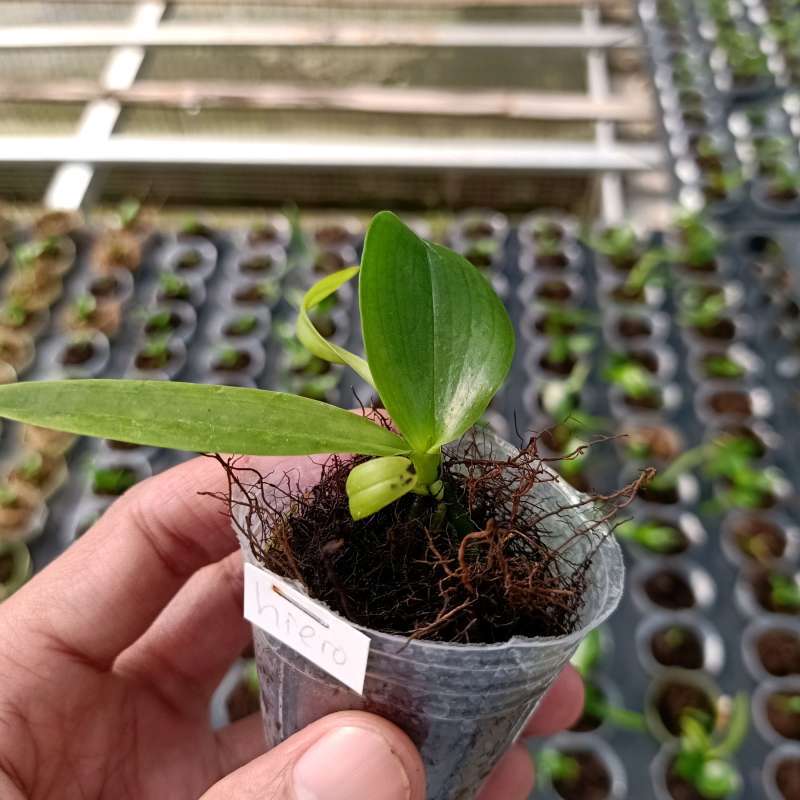 Jual Seedling Anggrek Bulan Phalaenopsis Hieroghlypica Bibit Bunga ...