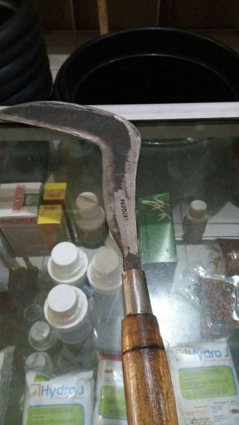 Promo Arit Tanaman Diskon 12% di Seller Damarra Store - Cengkareng ...