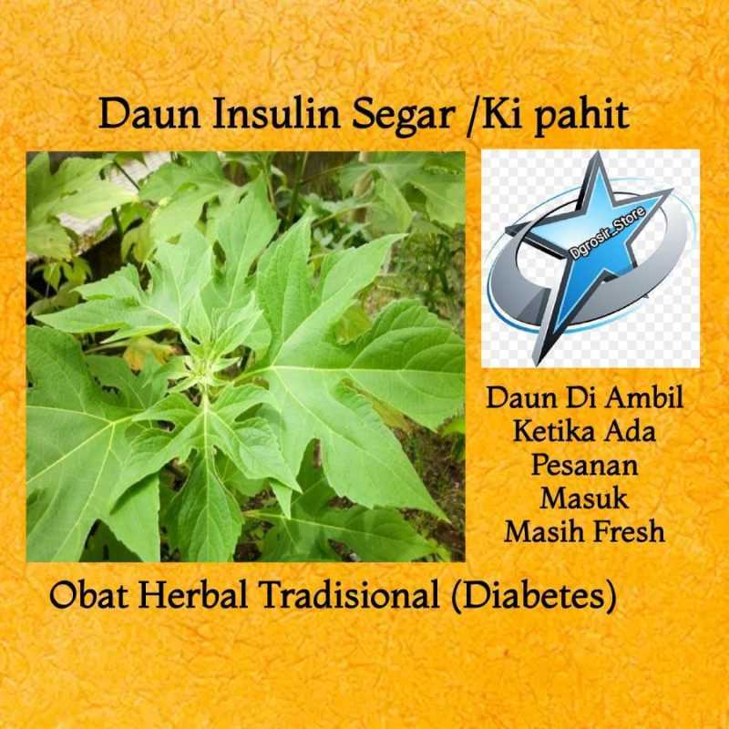 Jual daun insulin segar herbal diabetes 500gr di Seller Dgrosir_Store ...