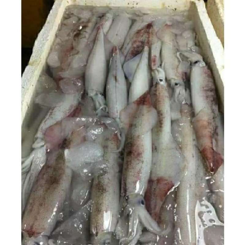 Jual Cumi Bangka Segar / Cumi Jumbo 1Kg Seafood Segar Fresh BERGARANSI ...