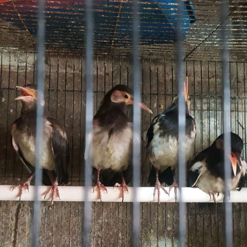Jual Burung Jalak Termurah Harga Grosir Terupdate Hari Ini Blibli