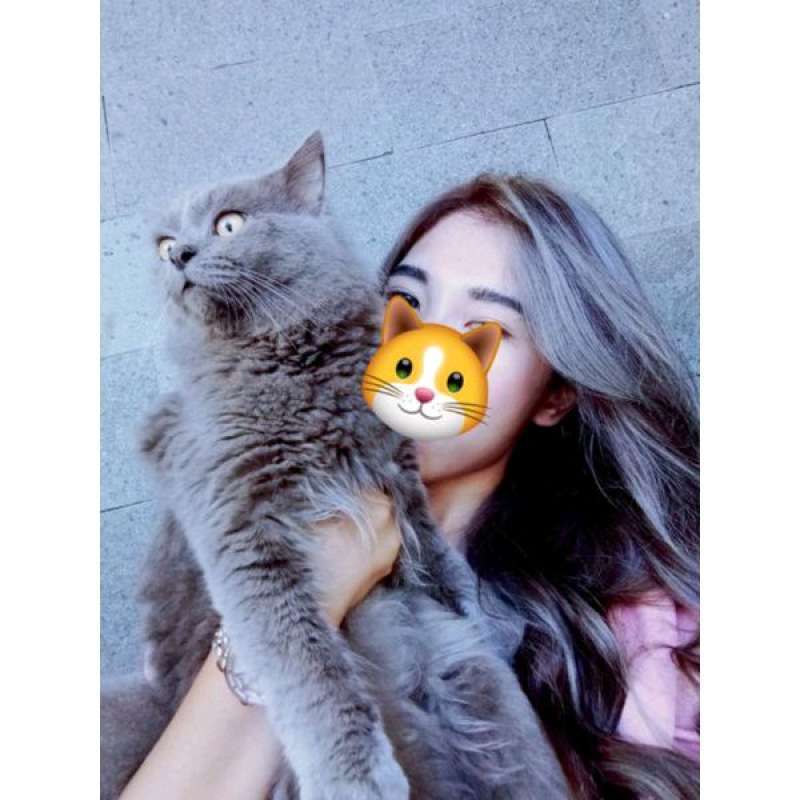 Jual KUCING (BULU BLUE VAN) KITTEN PERSIA MEDIUM ANGGORA HIMALAYA ...