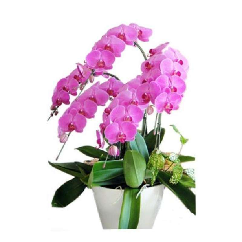 Promo Rangkaian Bunga Anggrek Karangan Bunga Anggrek Vas Table Flower ...