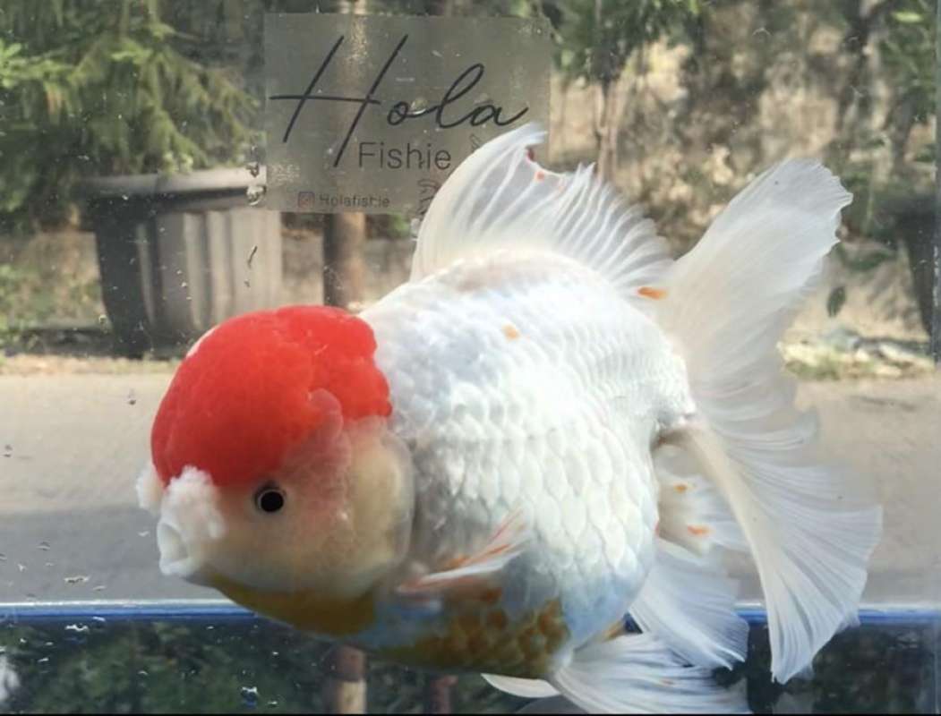Jual ORANDA RED CUP JUMBO / IKAN MAS KOKI GOLDFISH di Seller hola ...