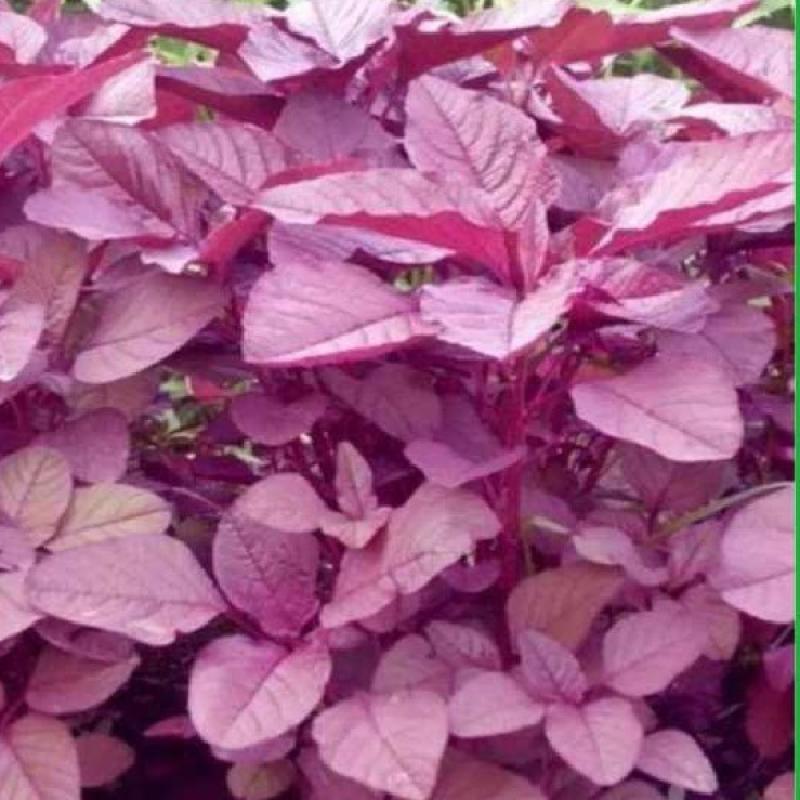 Promo Benih Bayam Merah Bayam Merah Red Produksi Bintang Asia Benih ...