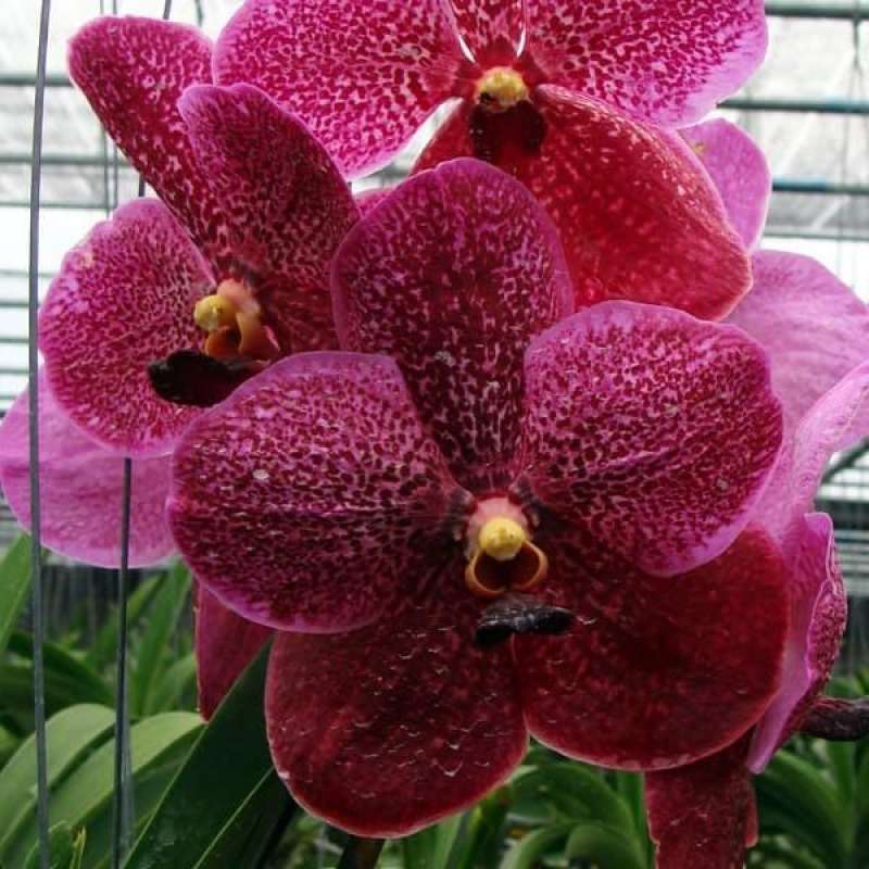 Jual Anggrek Vanda Robert Red -dewasa Di Seller Iserba - Indra Kasih ...