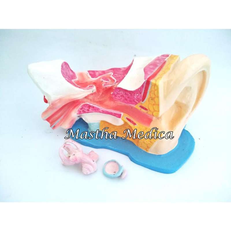 Jual Torso Telinga Original Harga Termurah Juli 2024 | Blibli
