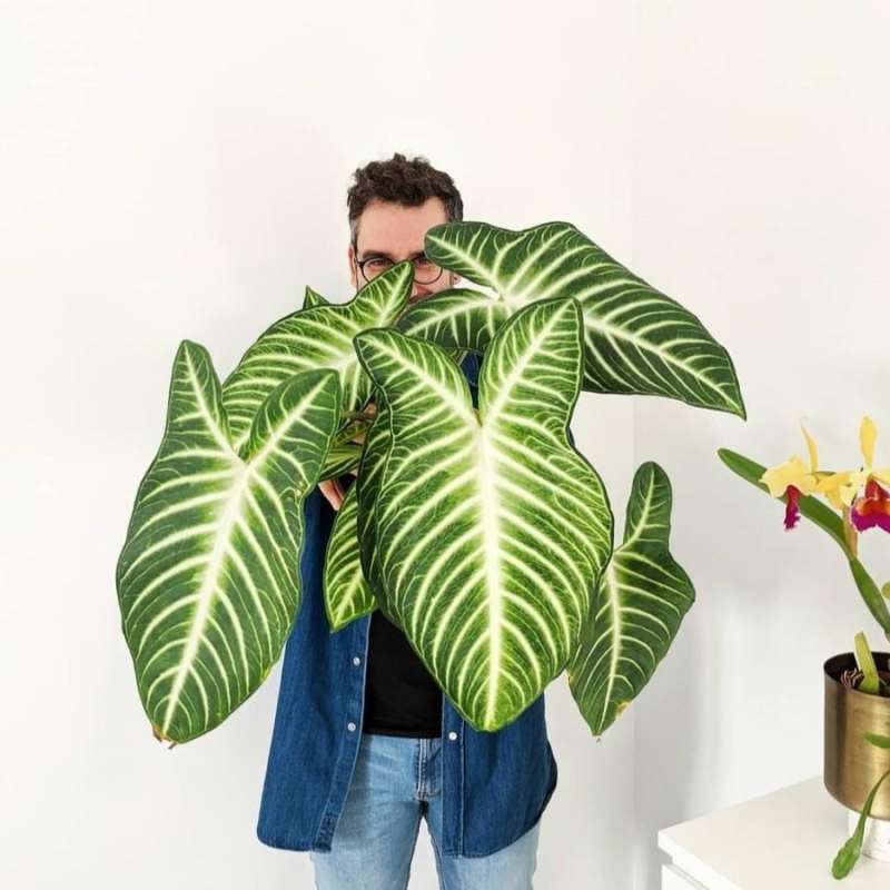 Jual Angel's Wing | Phyllotaenium | Caladium Xanthosoma Lindenii Plants ...