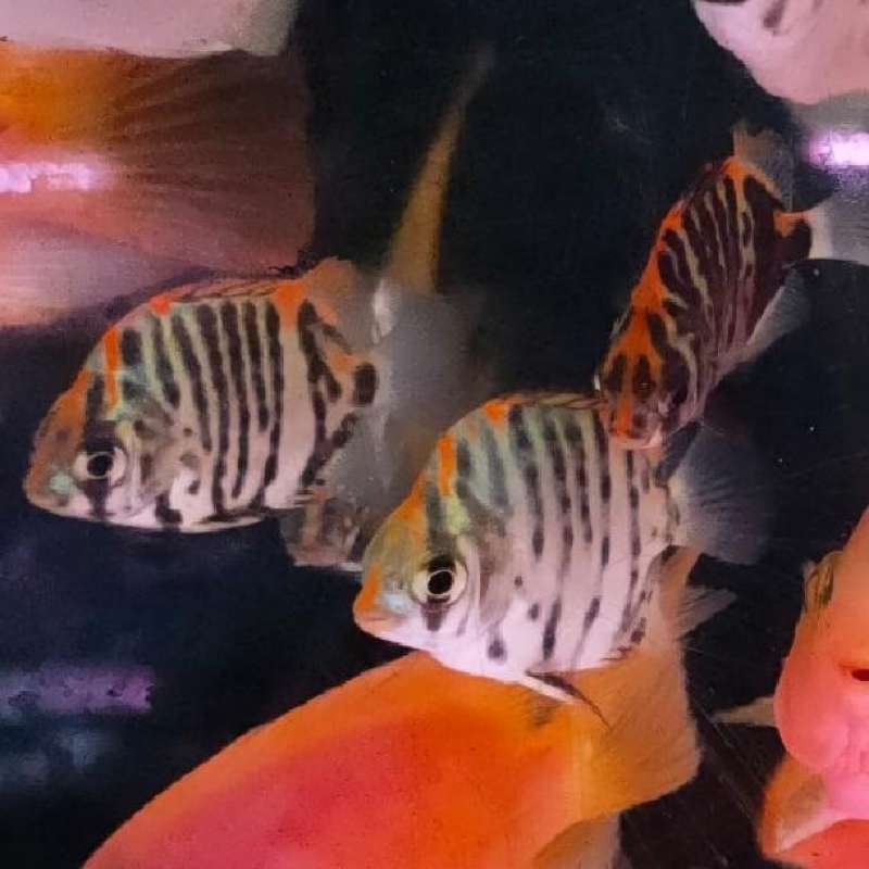 Jual IKAN HIAS IKAN RED SCAT SCATOPHAGUS ARGUS ARROMACULATUS AQUASCAPE ...