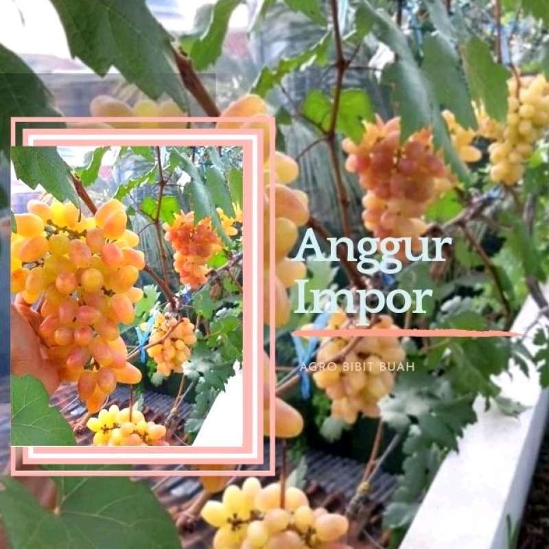 Promo Tanaman Anggur Impor Jenis Trans Diskon 48% di Seller Agro Bibit ...