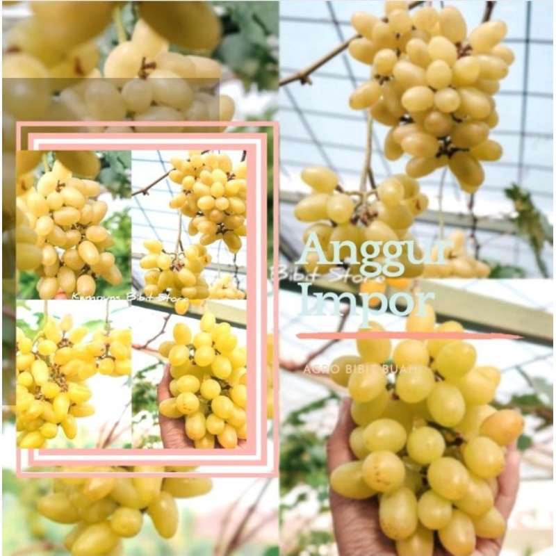 Promo Ready Tanaman Buah Anggur Varietas Transfigiration Genjah - Stek ...