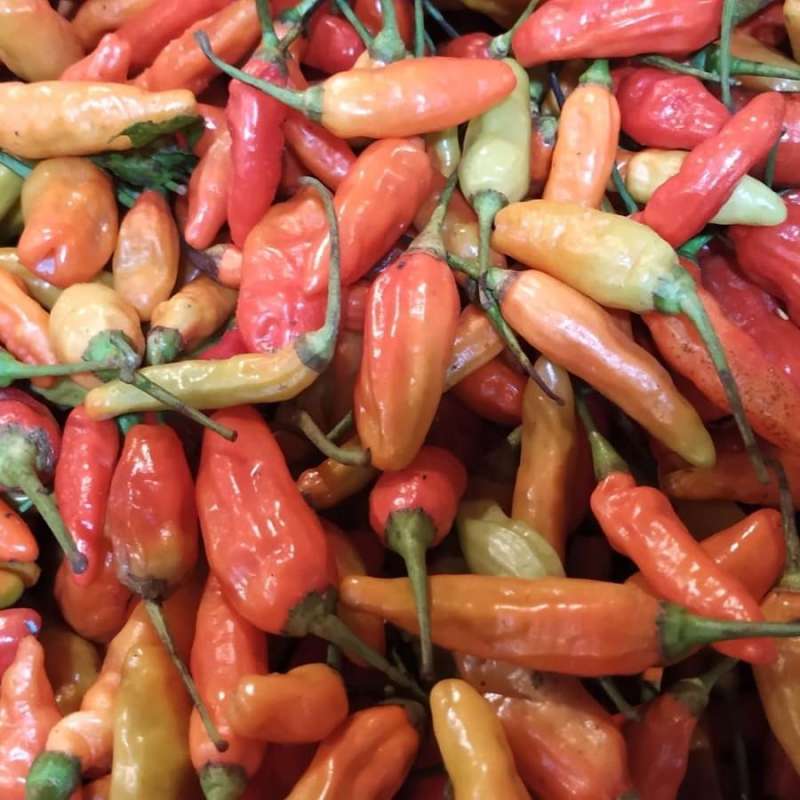 Jual CENGEK DOMBA SEGAR / RAWIT DOMBA SEGAR SIRAJA PEDAS 250gr Halal di ...