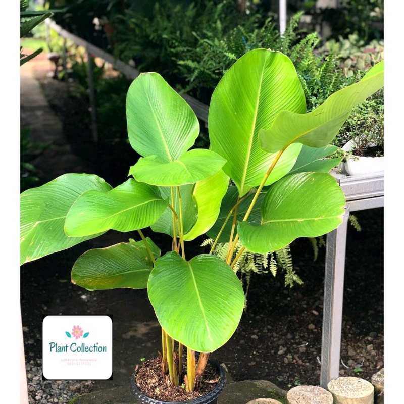 Jual Tanaman Hias Calathea Luthea - Tanaman Hias Calathea Pisang 50cm ... Jual Tanaman Hias Calathea Luthea - Tanaman Hias Calathea Pisang 50cm ...