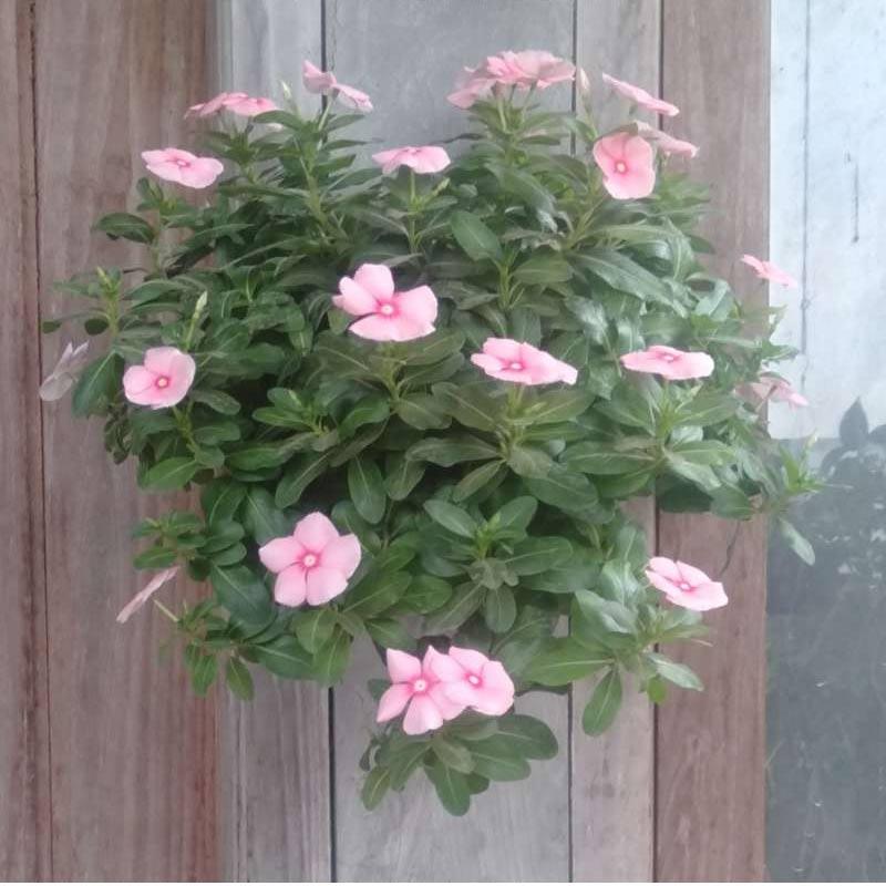 Aneka Jenis Bunga Vinca Nah untuk program budidaya sekitar 18 macam ...