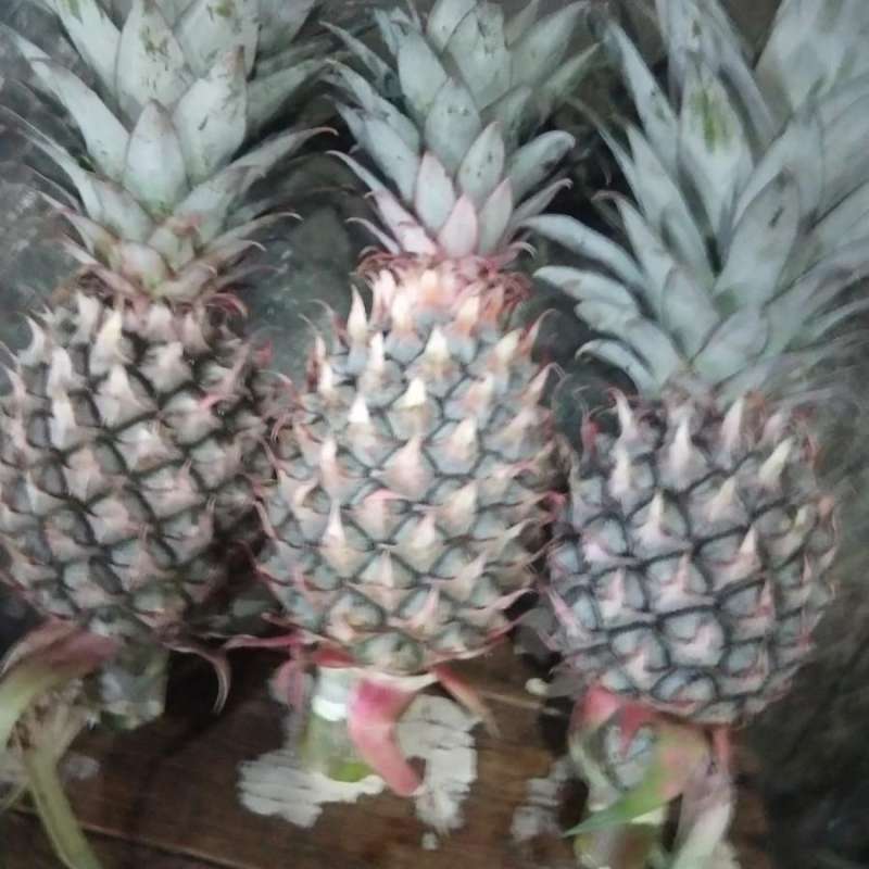 Jual Nanas Ijo Muda Halal di Seller marwahbumbudapur - Domiyang, Kab ...