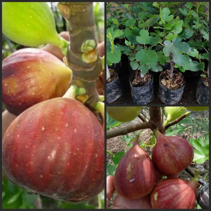 Pohon Buah Tin