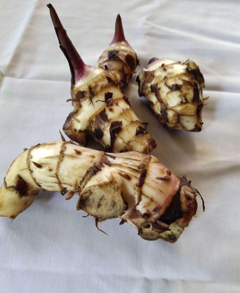 Jual umbi ganyong merah fresh di Seller LIN HERBAL - Cintaasih, Kab ...