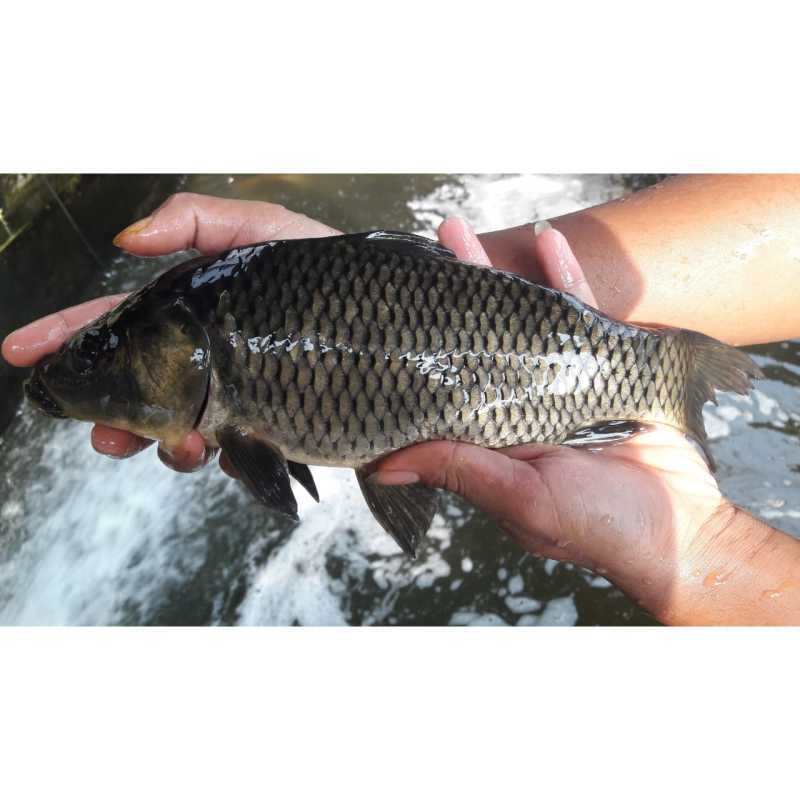 Jual Ikan Mas Hidup Segar Fresh 1kg di Seller Humaniss - Pondok Jaya ...