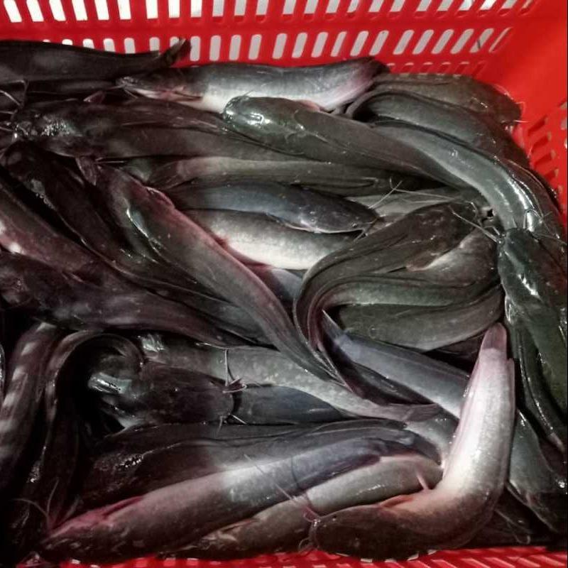 Jual Ikan Lele Hidup Segar Fresh 1kg Halal Di Seller Rumah Ikan Segar ...