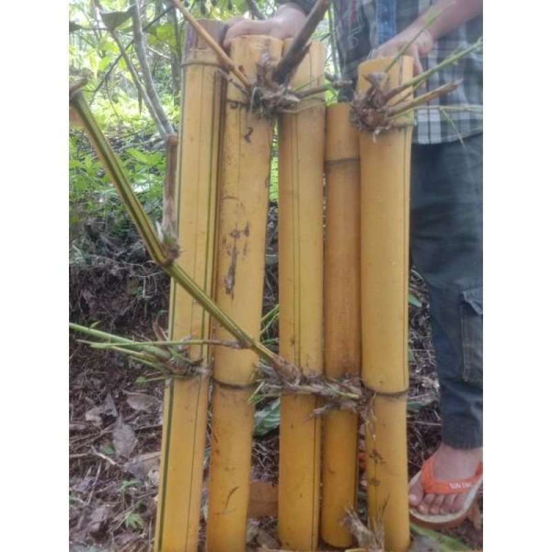 Jual Tanaman Hias Bambu Kuning Ampel Uk Jumbo Di Seller Perdiansflora ...