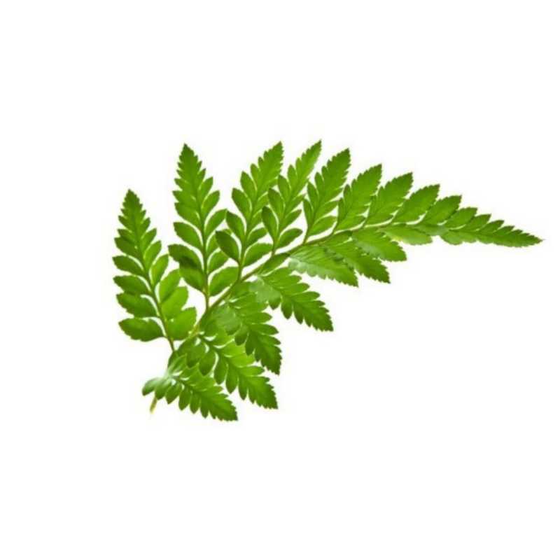 Jual Daun Pakis Premium DG 250 Gram - KEDAIMART di Seller KedaiMart ...