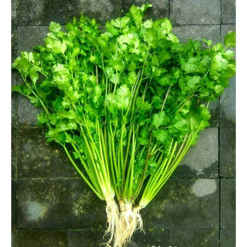 Jual Hasilsumberalam Sayur Segar Daun Ketumbar Wansui Yensui Cilantro ...