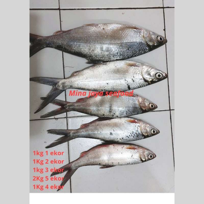 Jual Ikan Bandeng Segar - 1kg 4ekor - 1kg 1ekor Di Seller Mina Jaya ...