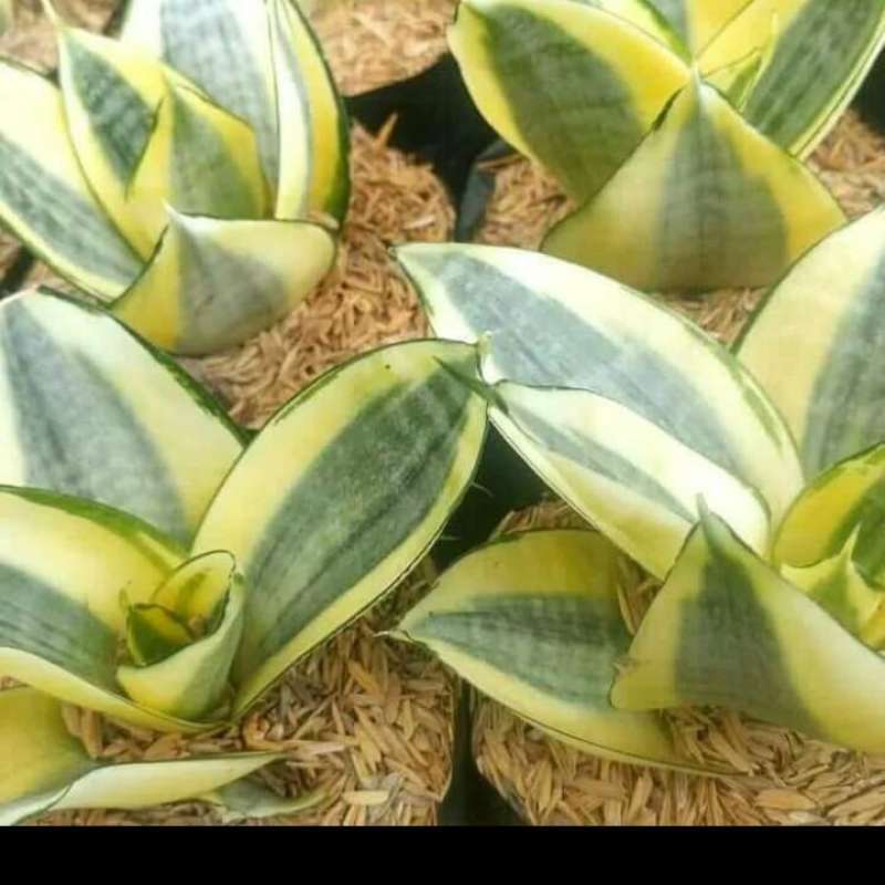 Jual pohon sensivera tapis kodok atau kodok kodokan farigata di Seller ... Jual pohon sensivera tapis kodok atau kodok kodokan farigata di Seller ...