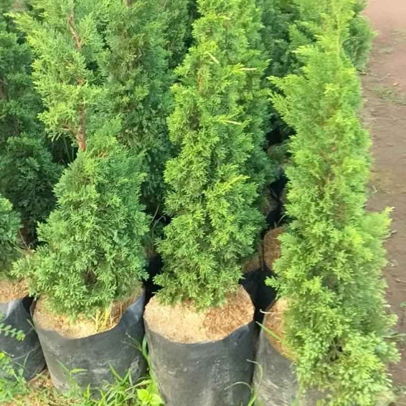 Pohon Cemara - Harga Februari 2024 | Blibli
