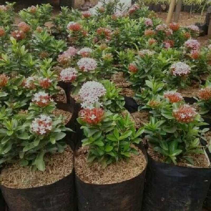 Jual Tanaman Asoka Mini - Asoka Pink Jambon Di Seller Lutfi Taman ...