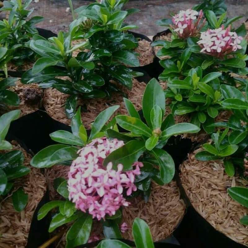 Jual Tanaman Asoka Mini - Asoka Pink Jambon Di Seller Lutfi Taman ...