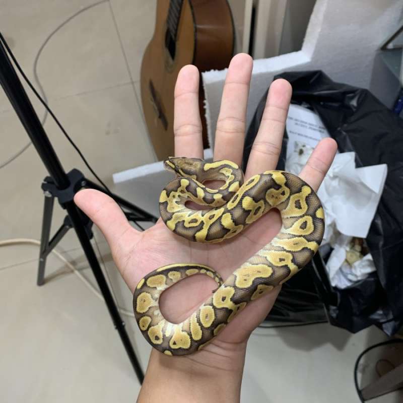 Promo ball python bumbu lucy/ ball python lesser / butter Diskon 33% di ...