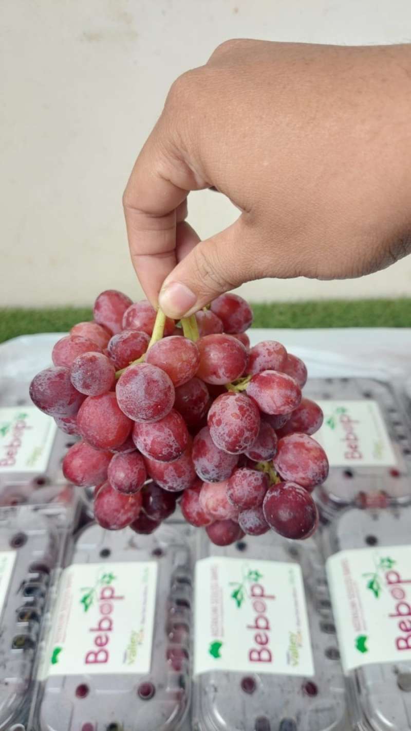 Jual Hasilsumberalam Anggur Bebop Red Candy Seedless Grapes Australia ...