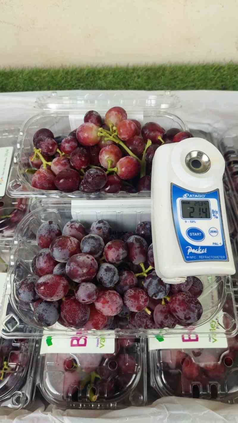 Jual Hasilsumberalam Anggur Bebop Red Candy Seedless Grapes Australia ...