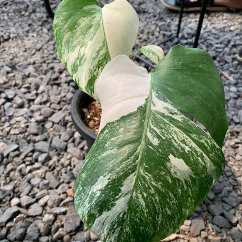 Promo tanaman monstera white tiger variegata Diskon 23% di Seller AJ ...
